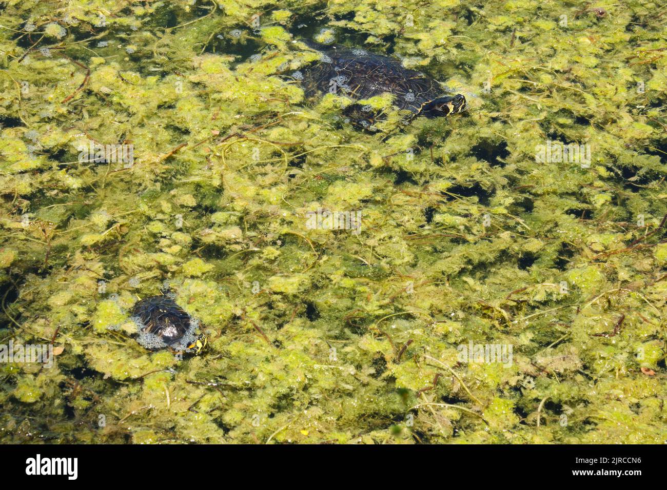 two turtles swimming inside a pond Stock Photo - Alamy