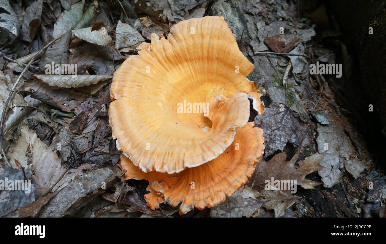 Chicken of the woods mushrooms. White Pored Sulphur Shelf (Laetiporus ...