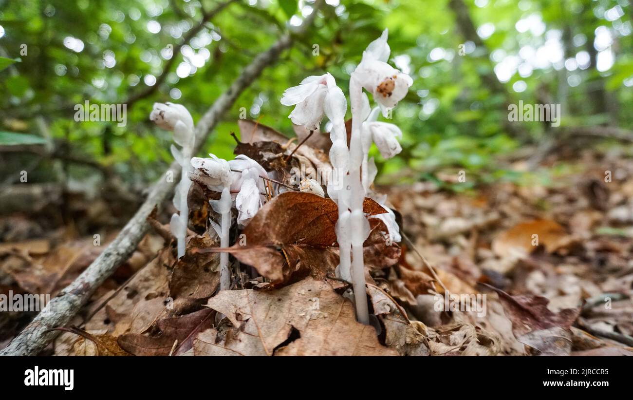 Ghost Pipe Flowers in the woods Stock Photo - Alamy