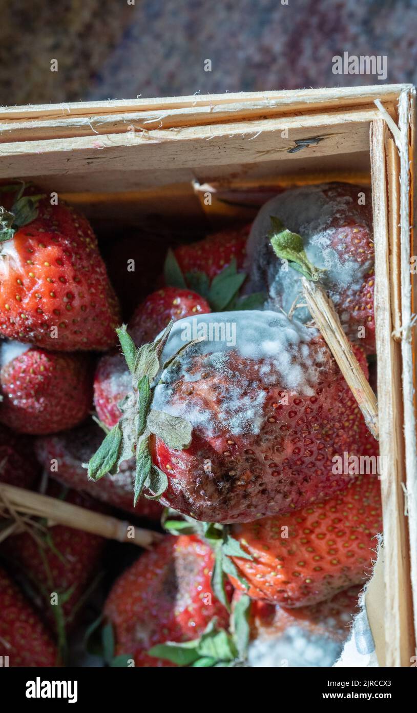 Strawberries with mold. Strawberry diseases and storage. Red ripe ...
