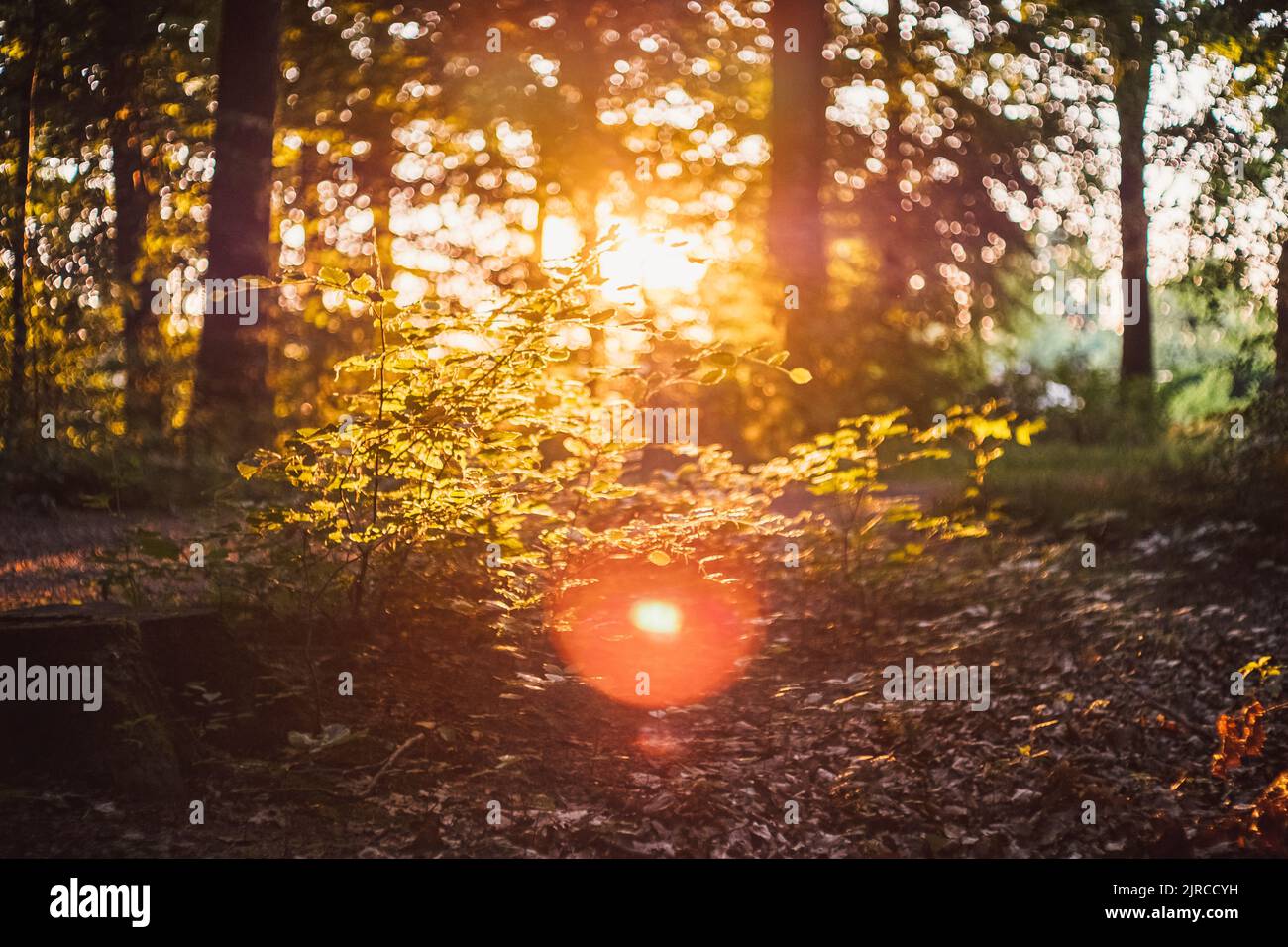 A small green bush in a forest on a sunny day Stock Photo - Alamy