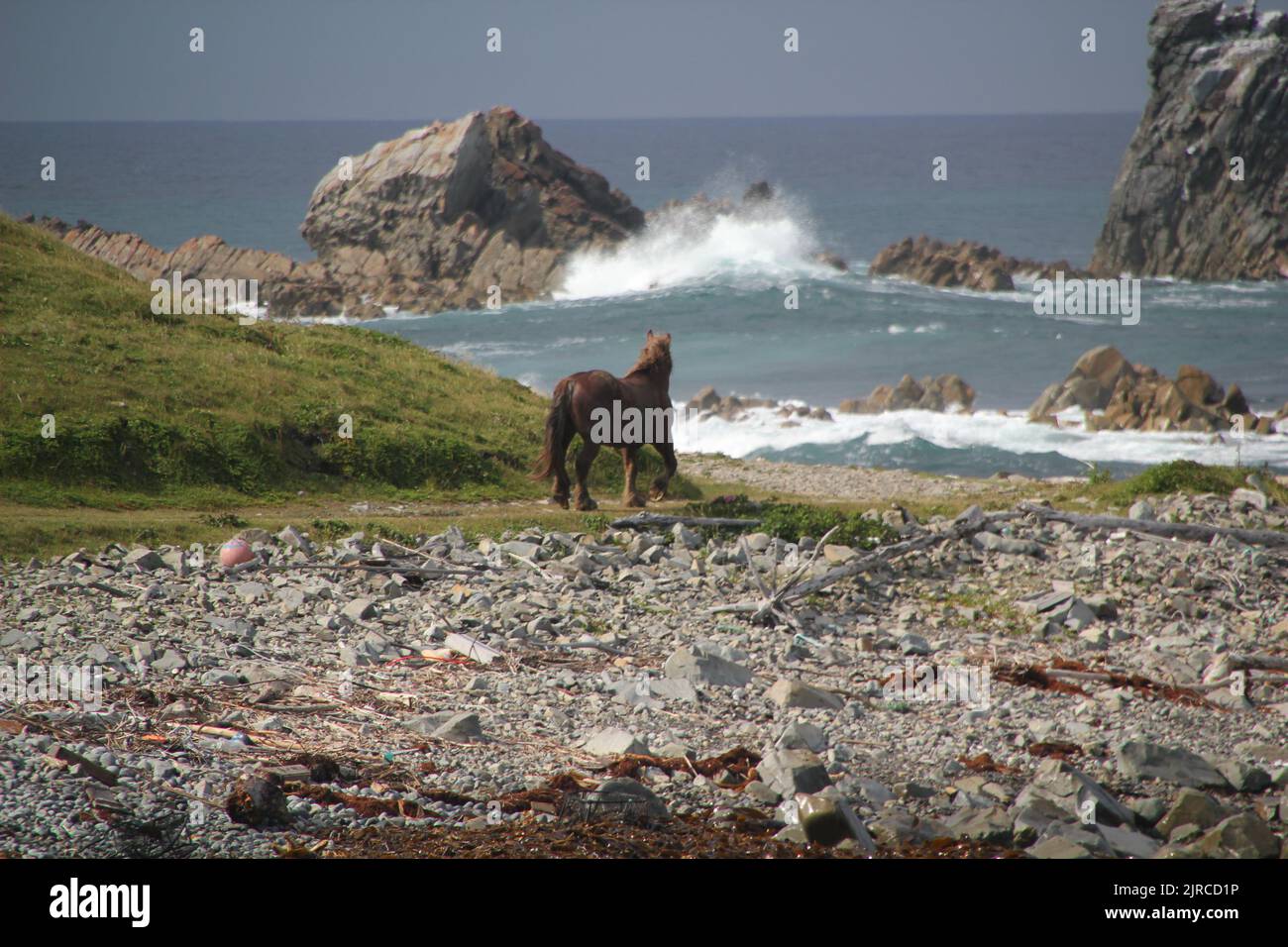 Wild Horse Running Along the Pacific Ocean Stock Photo - Alamy