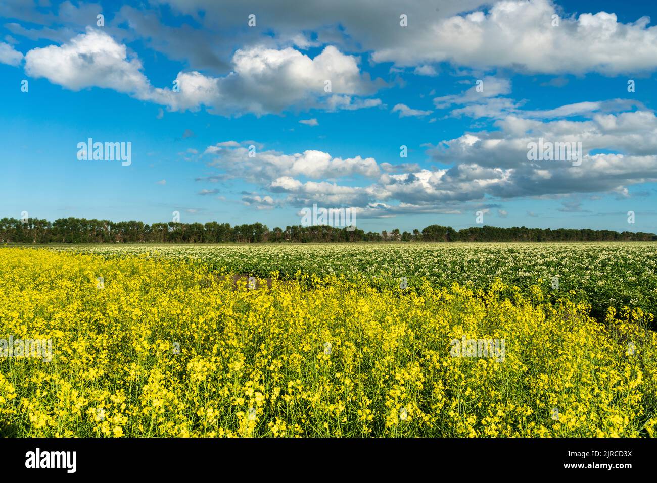 Blooming canola and potato field near Winkler, Manitoba, Canada Stock ...