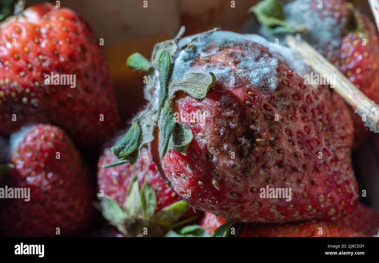 Strawberries with mold. Strawberry diseases and storage. Red ripe ...