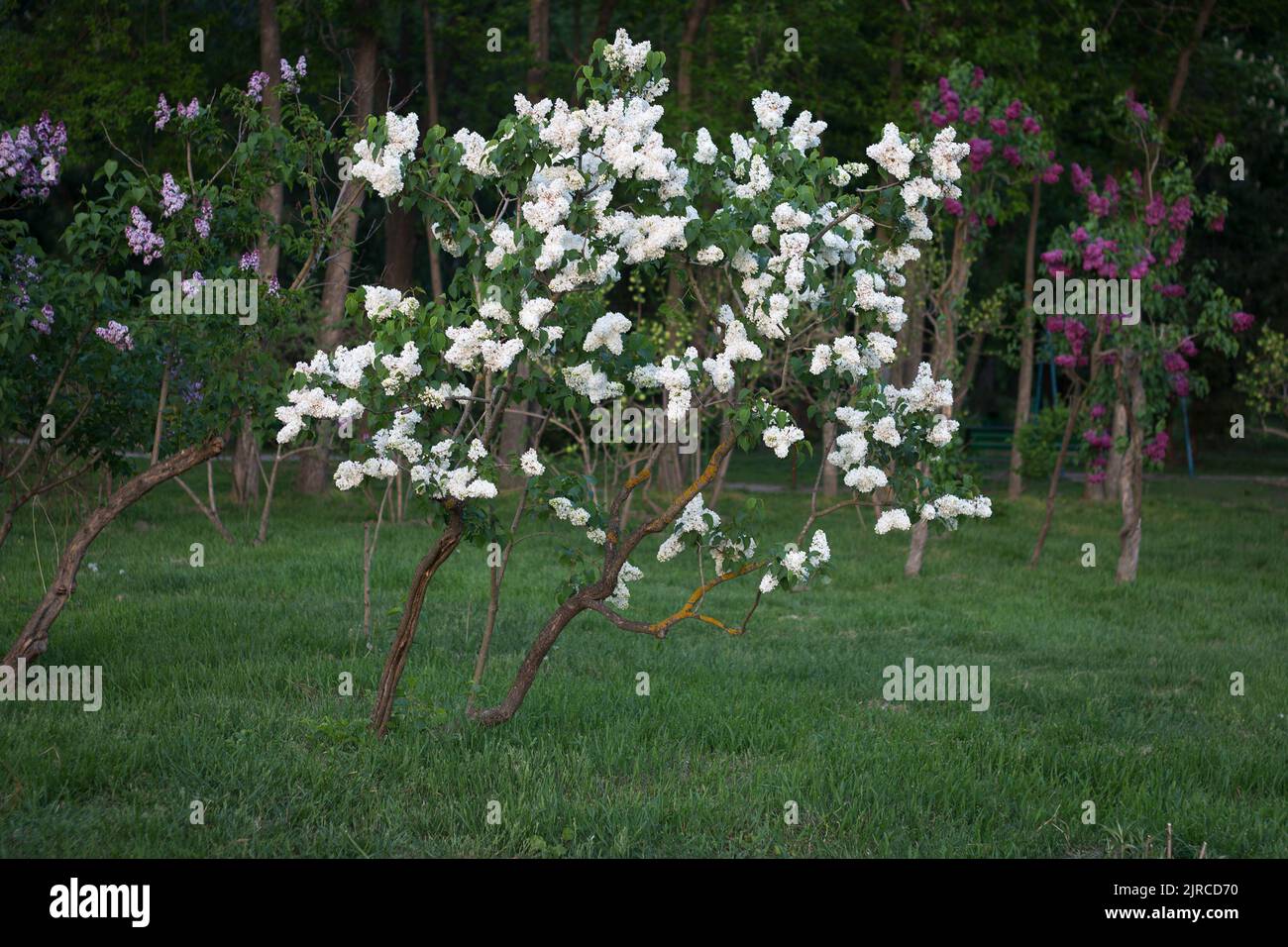 Blossoming decorative white and purple lilac Syringa tree on a green ...