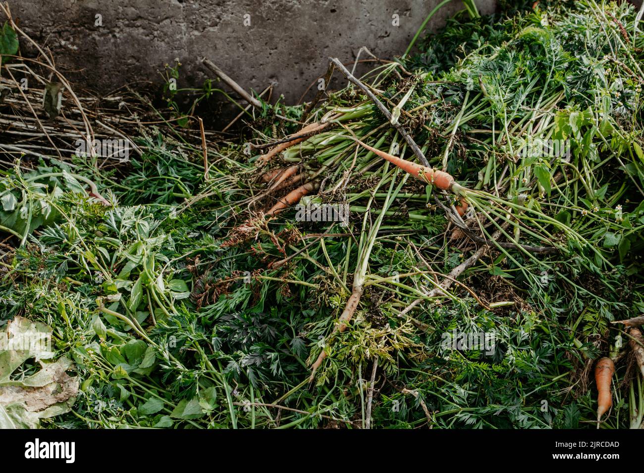 Compost pit for food waste. Eco-friendly consumption, recycling ...