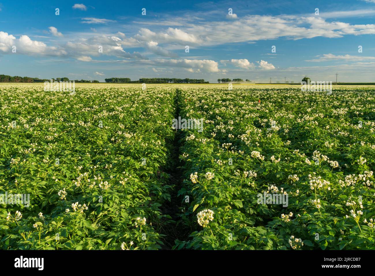 Potato field canada hi-res stock photography and images - Alamy