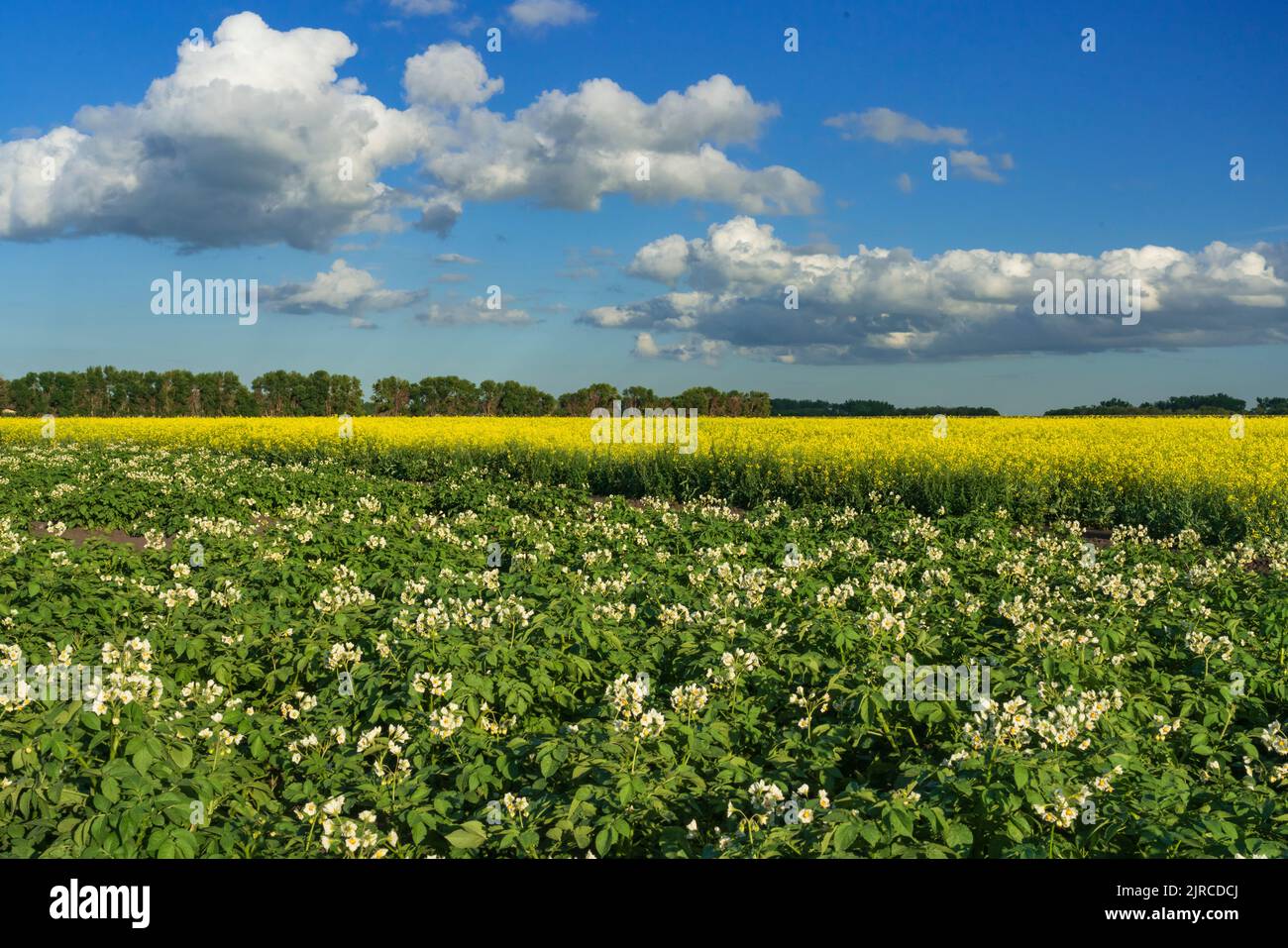 Blooming canola and potato field near Winkler, Manitoba, Canada Stock ...