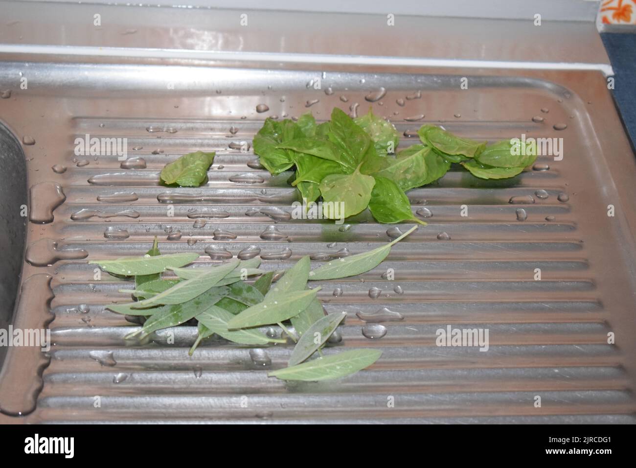 sage and basil Stock Photo - Alamy