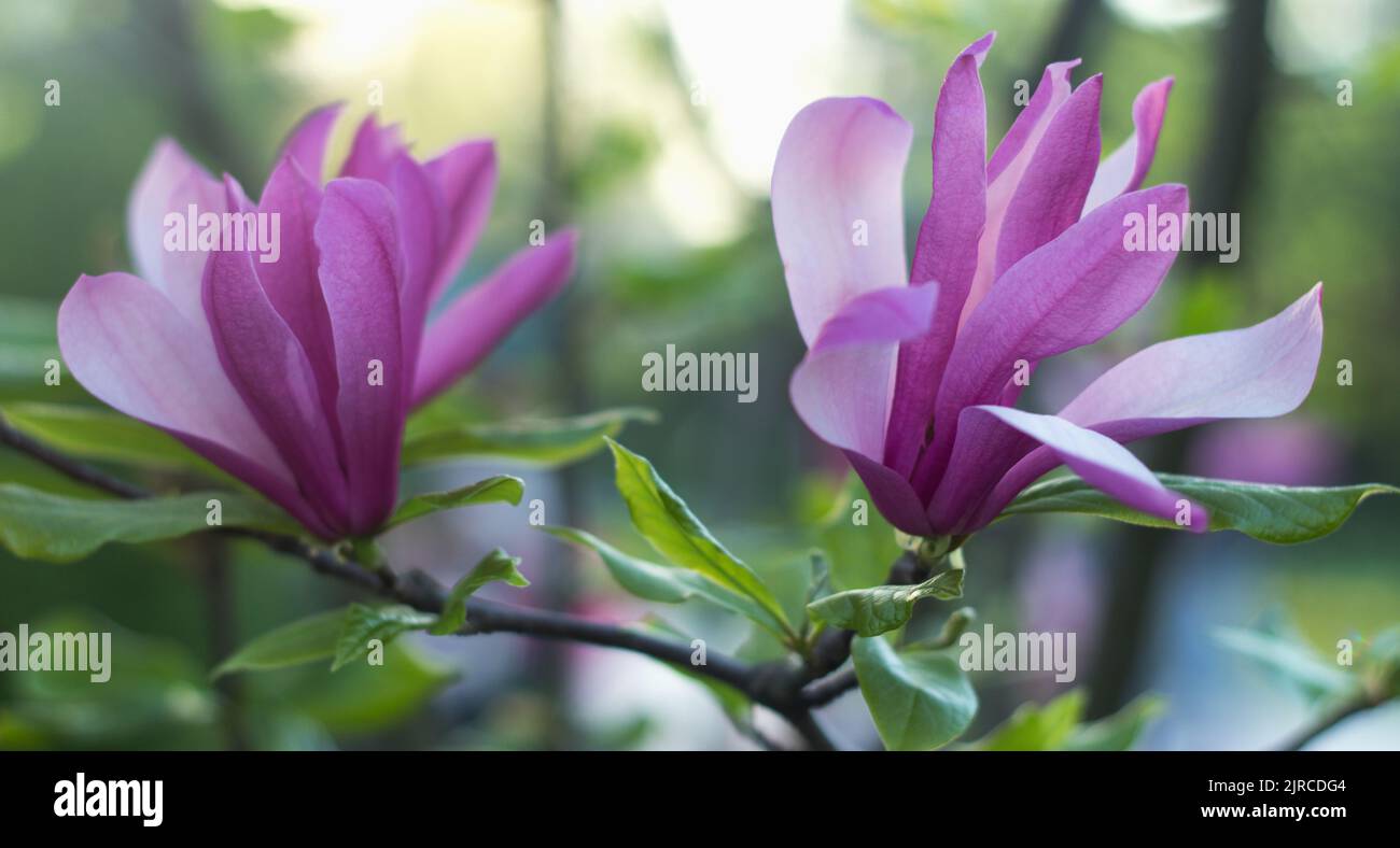 Gentle flowering magnolia purple color in spring garden on green ...