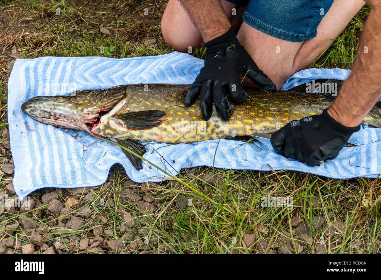 A dead northern pike on the grass with a fisherman cutting it Stock ...