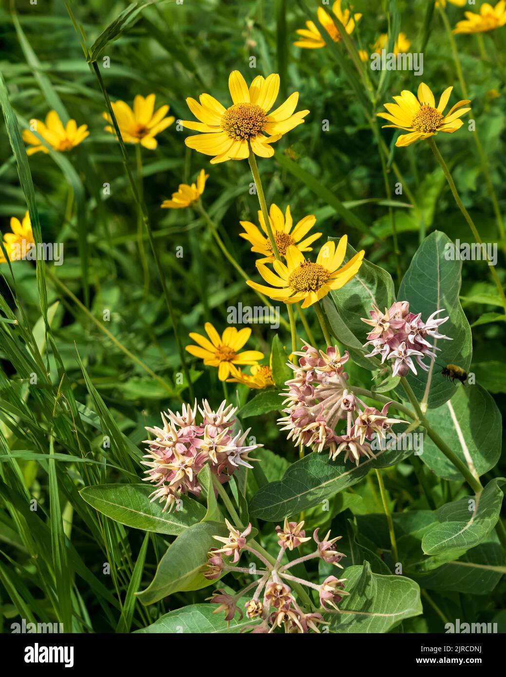 Milkweed and False sunflower s blooming in Riding Mountain National ...