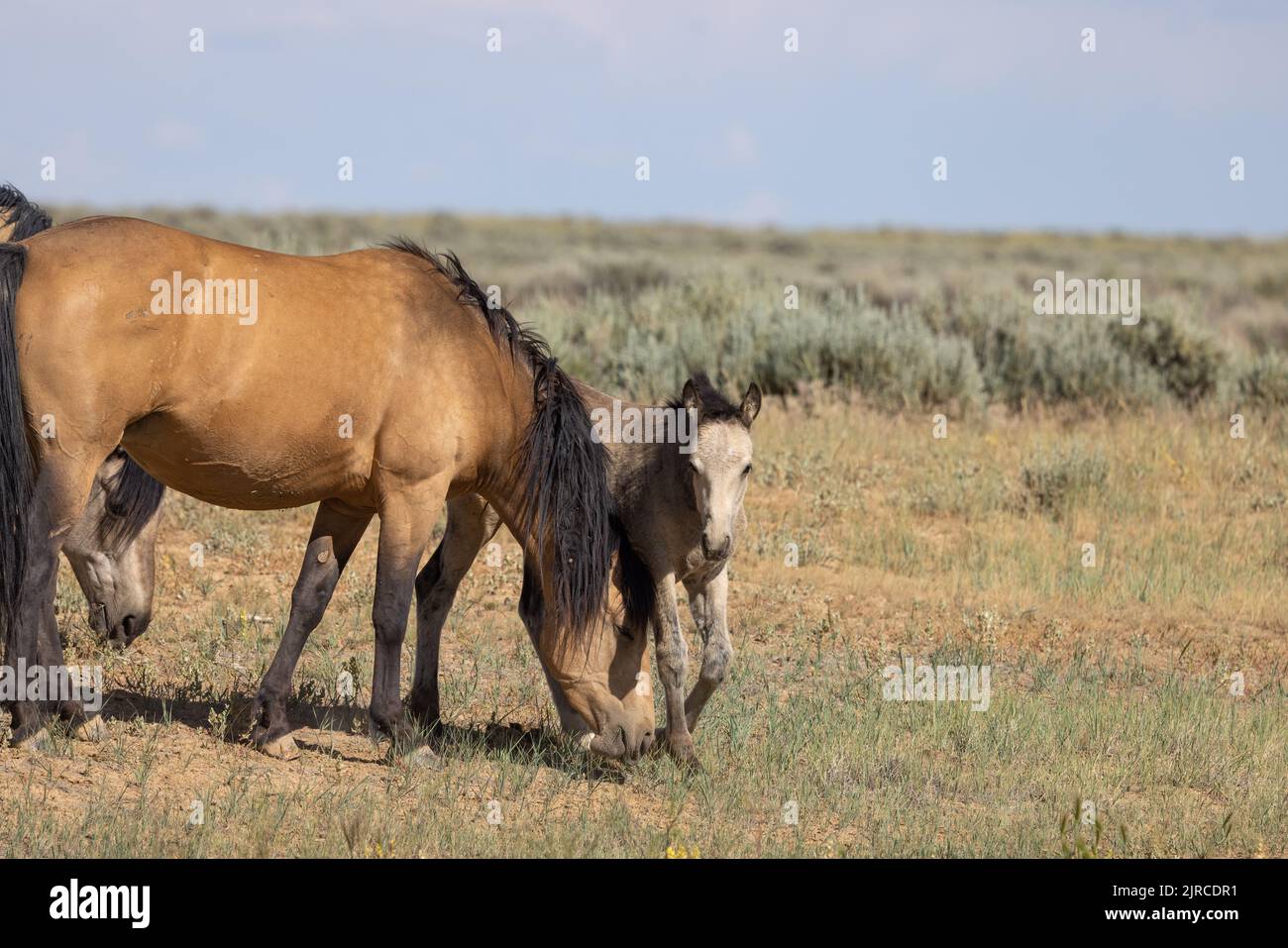 Wild Horse Mare and Foal in the Wyoming Desert in Summer Stock Photo ...