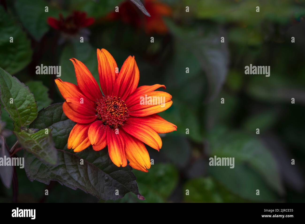 A Serenity bronze daisy flower in Riding Mountain National Park ...