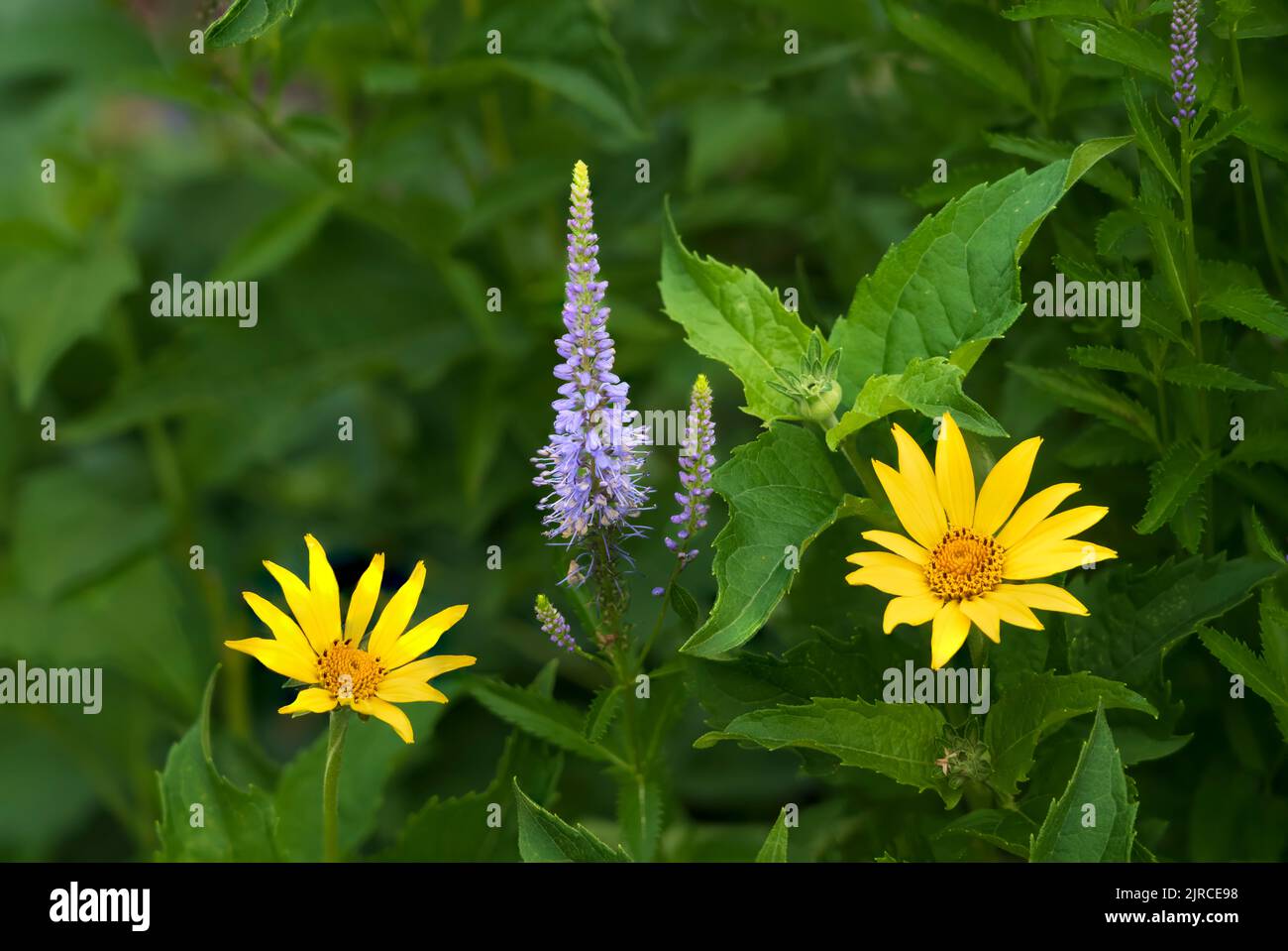 The False sunflower blooming in Riding Mountain National Park, Manitoba ...