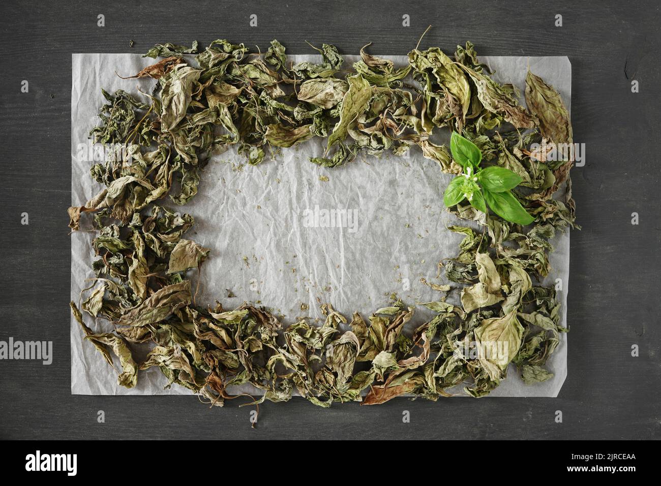 Dry organic Basil Leaves in the form of frame, top view background or ...