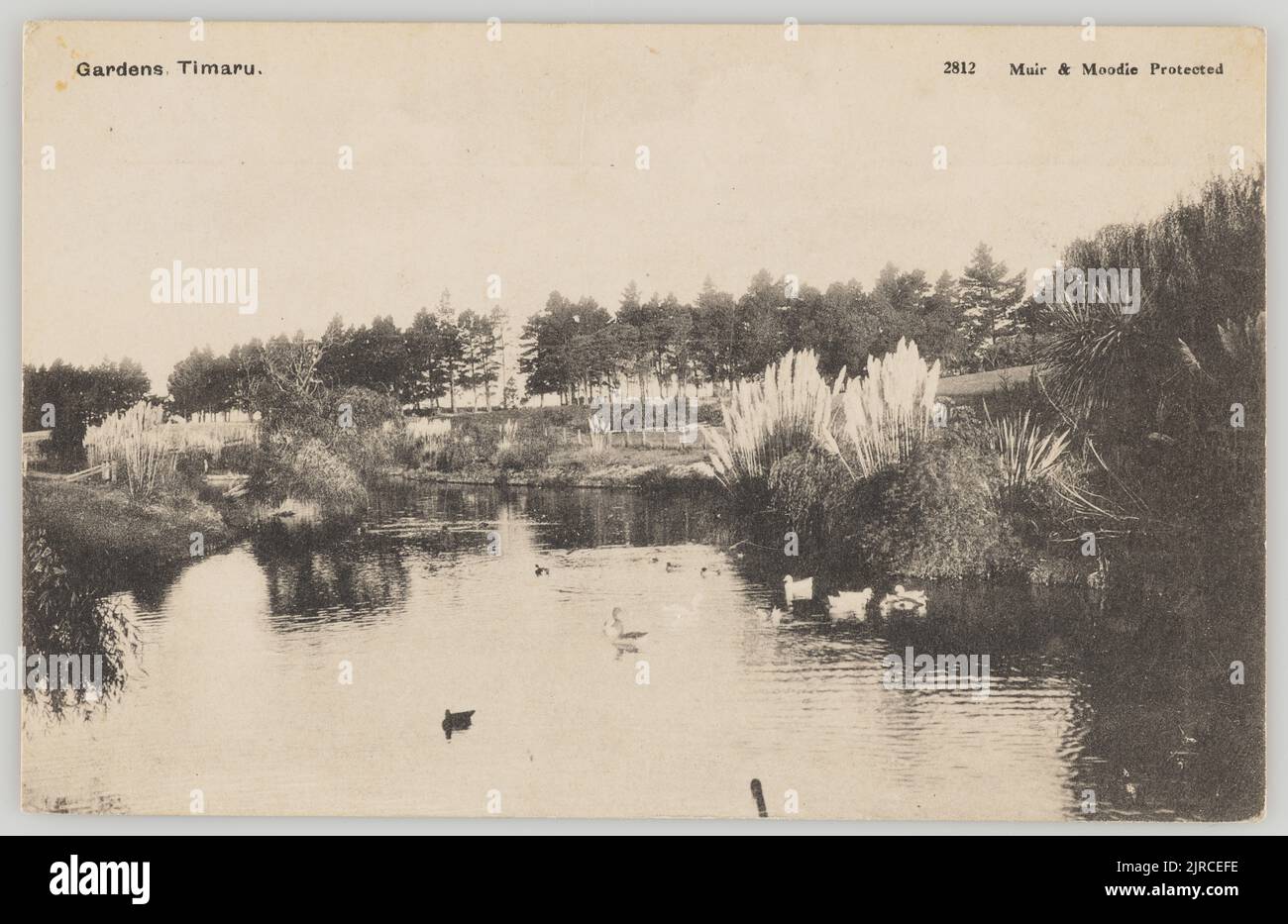 Gardens, Timaru, 1911, Timaru, by Muir & Moodie Stock Photo - Alamy