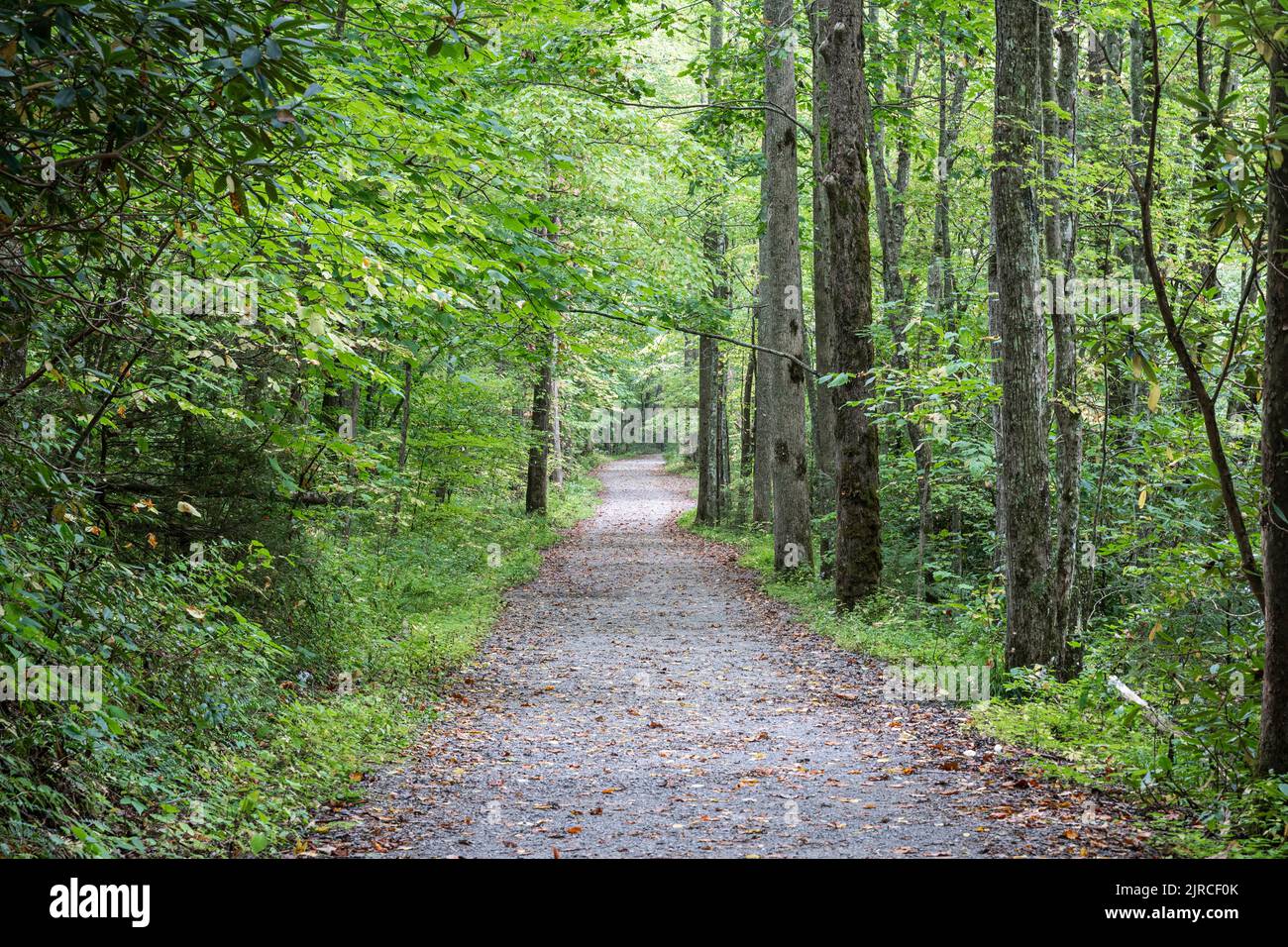 A pathway between trees in a beautiful forest Stock Photo - Alamy