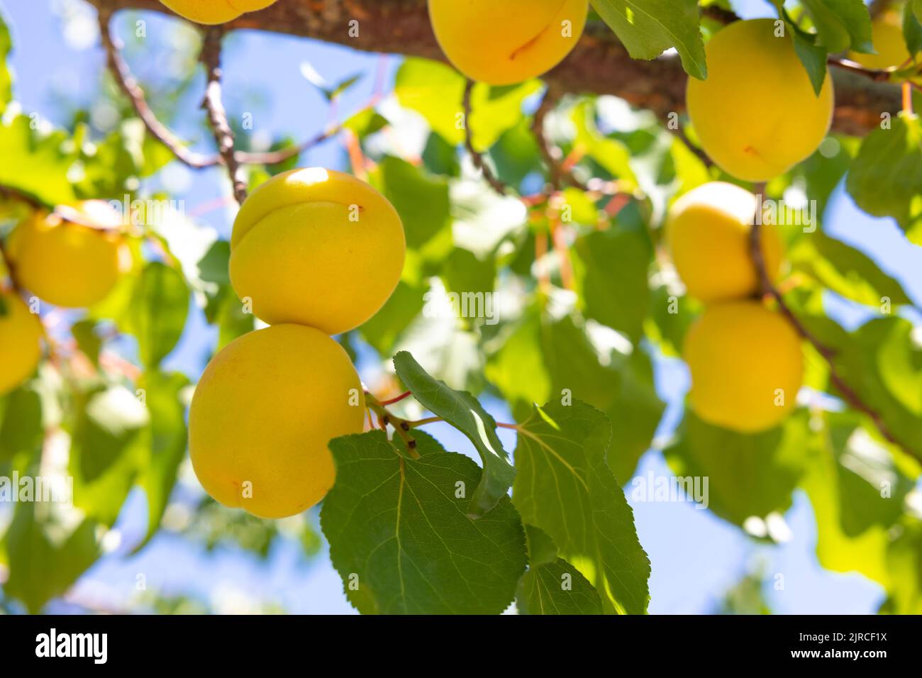 Juicy apricots on the branch. Summer fruits background photo. Organic ...