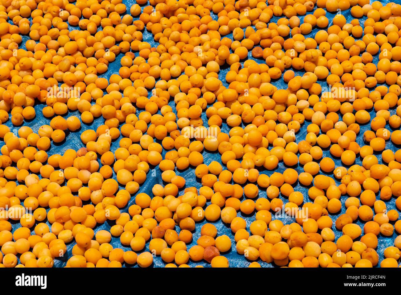 Apricots drying on the ground. Dried fruit production background photo ...