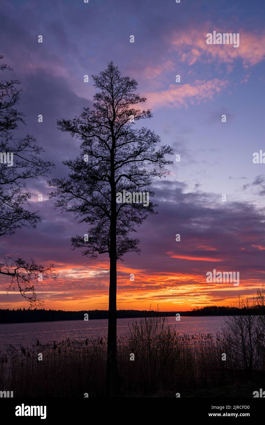 tree silhouettes at sunset Stock Photo - Alamy