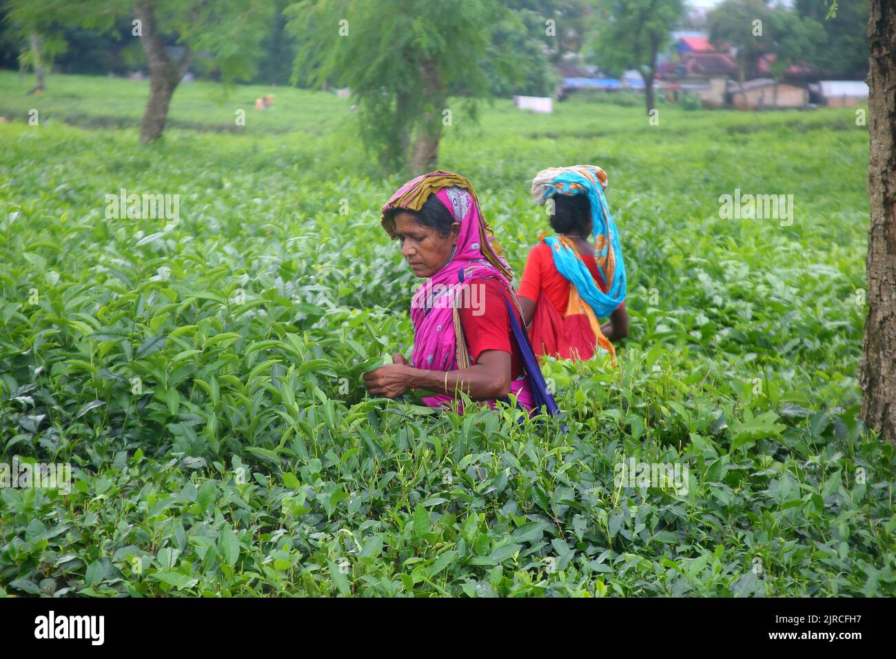 Sylhet, Mexico City, Bangladesh. 22nd Aug, 2022. August 22, 2022 ...