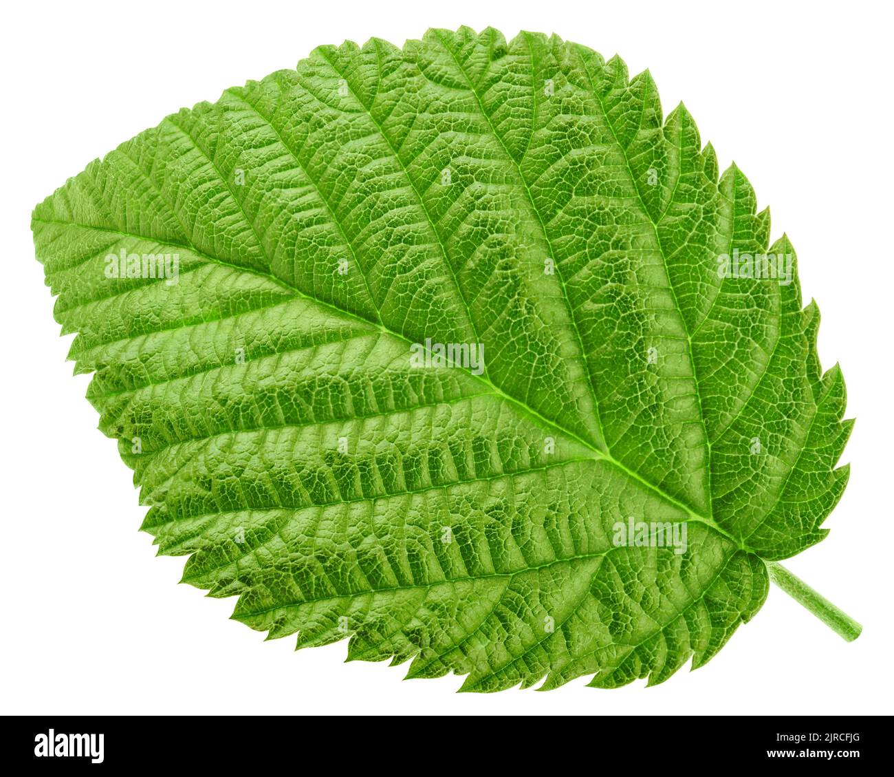 Raspberry leaves isolated on white background, clipping path, full ...