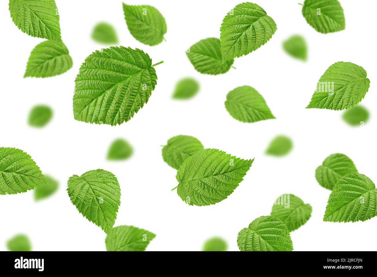 Falling Raspberry leaves isolated on white background, selective focus ...