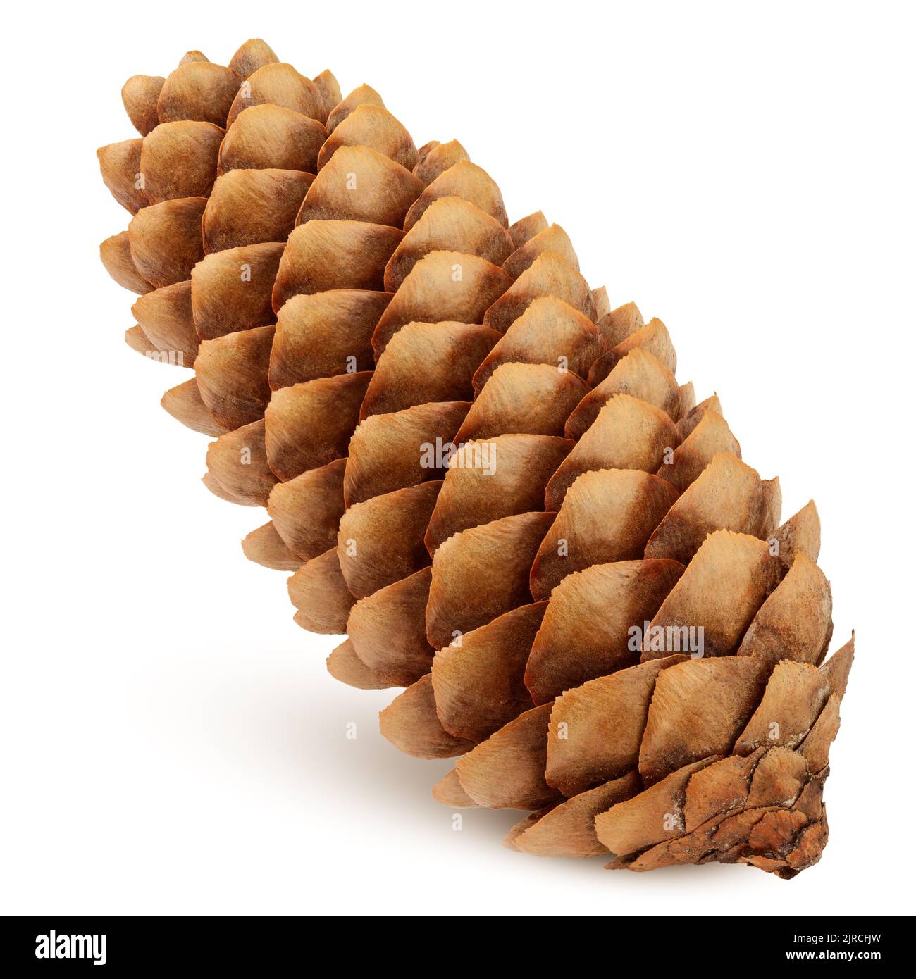 Pine cone isolated on white background, clipping path, full depth of ...