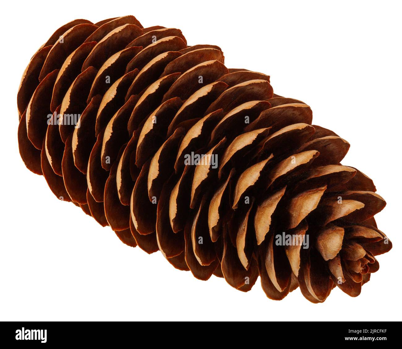 Pine cone isolated on white background, clipping path, full depth of ...