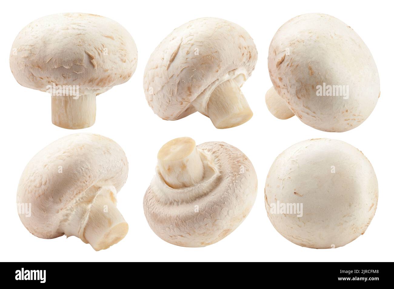 champignon, mushroom, isolated on white background, clipping path, full ...