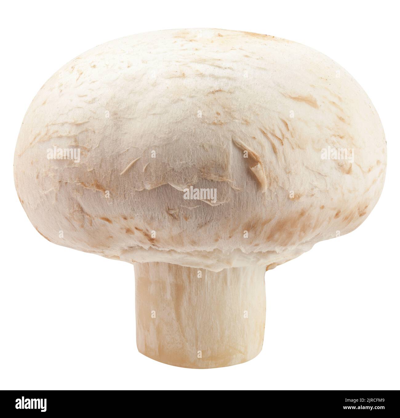 champignon, mushroom, isolated on white background, clipping path, full ...