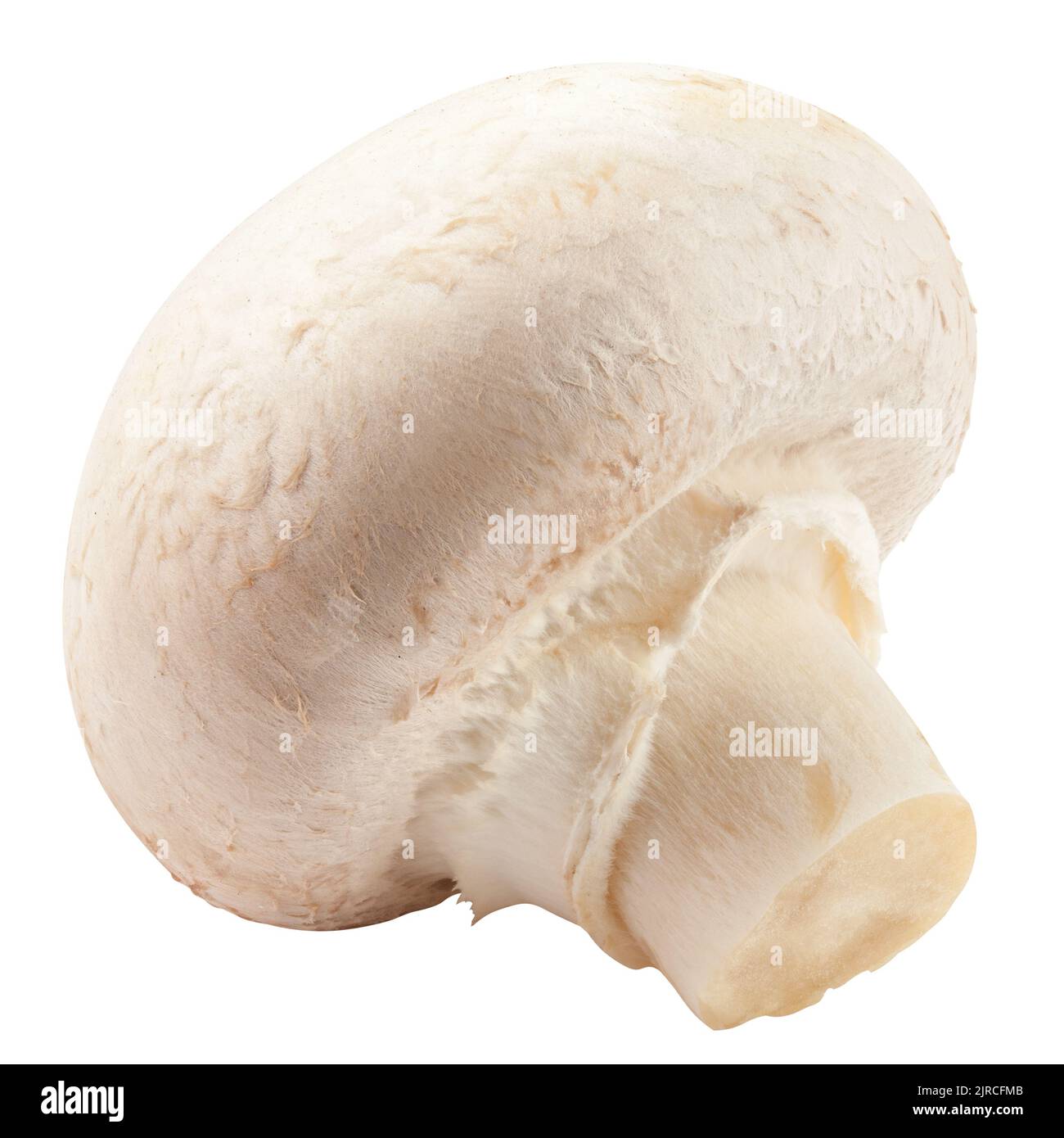 champignon, mushroom, isolated on white background, clipping path, full ...
