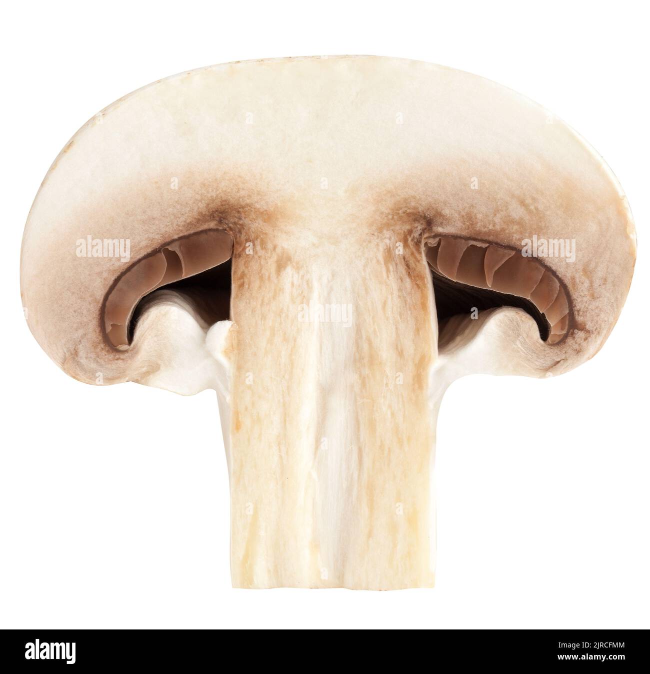 champignon, mushroom, isolated on white background, clipping path, full ...