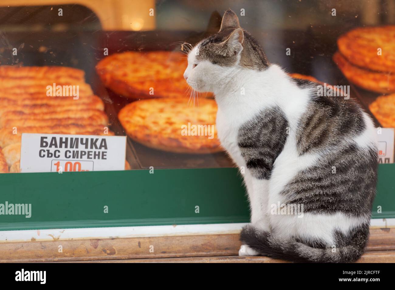Cat sitting at a stall of a Bulgarian bakery against the baked banitsa ...