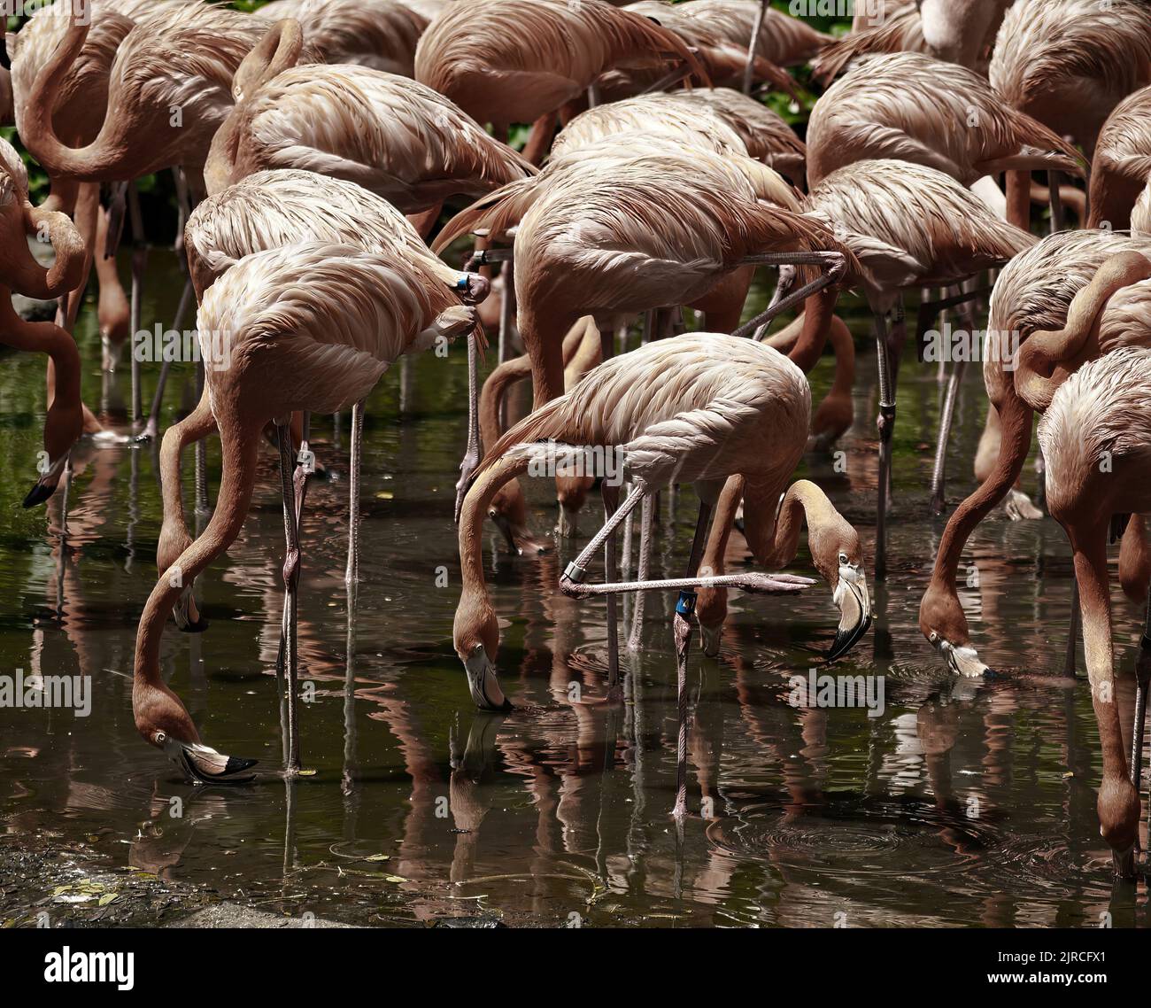 Beautiful pink flamingo at Singapore, Jurong Bird Park Stock Photo - Alamy