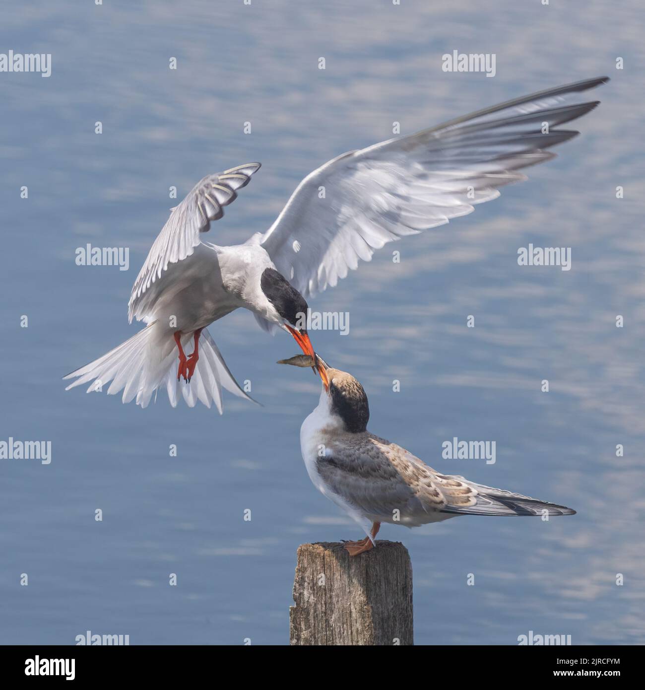 Fledgling and parent hi-res stock photography and images - Alamy