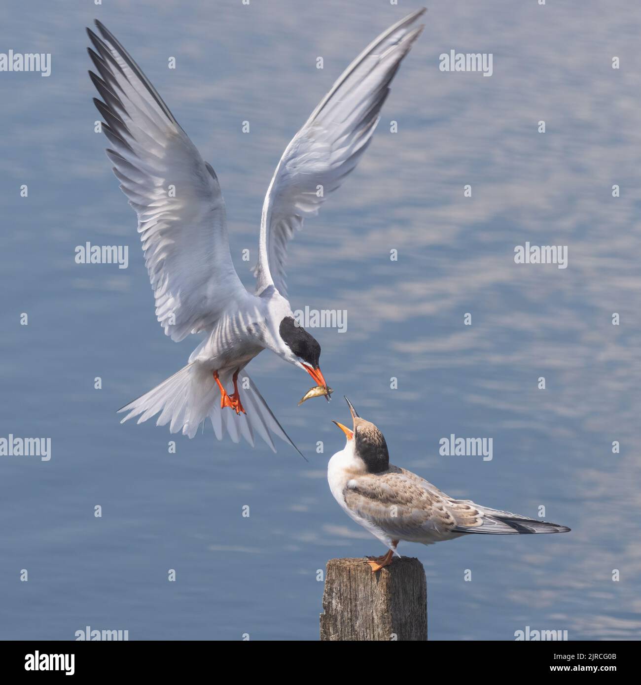 Common tern feeding its fledgling Stock Photo - Alamy