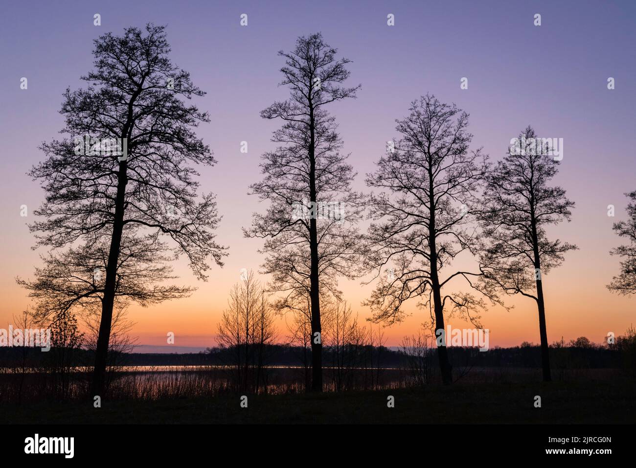tree silhouettes at sunset Stock Photo - Alamy