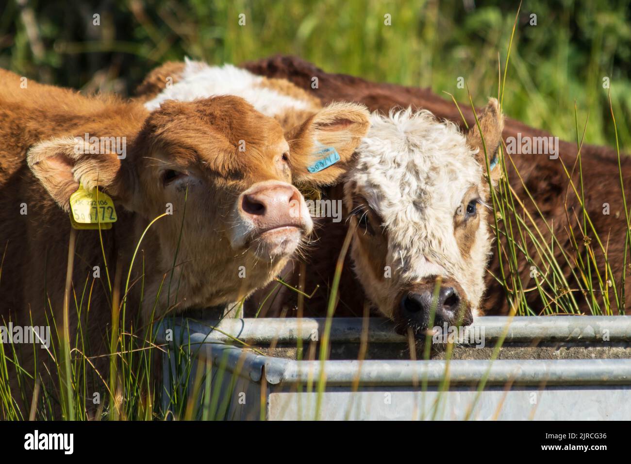 cow calves at the drinking trough Stock Photo - Alamy