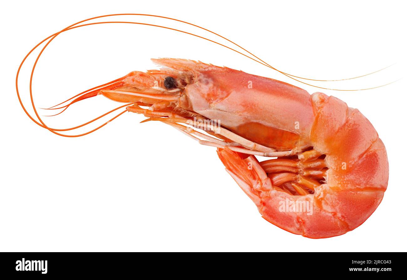 shrimp isolated on white background, clipping path, full depth of field ...