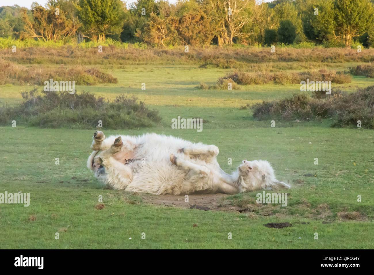 Donkey rolling in the dirt Stock Photo - Alamy