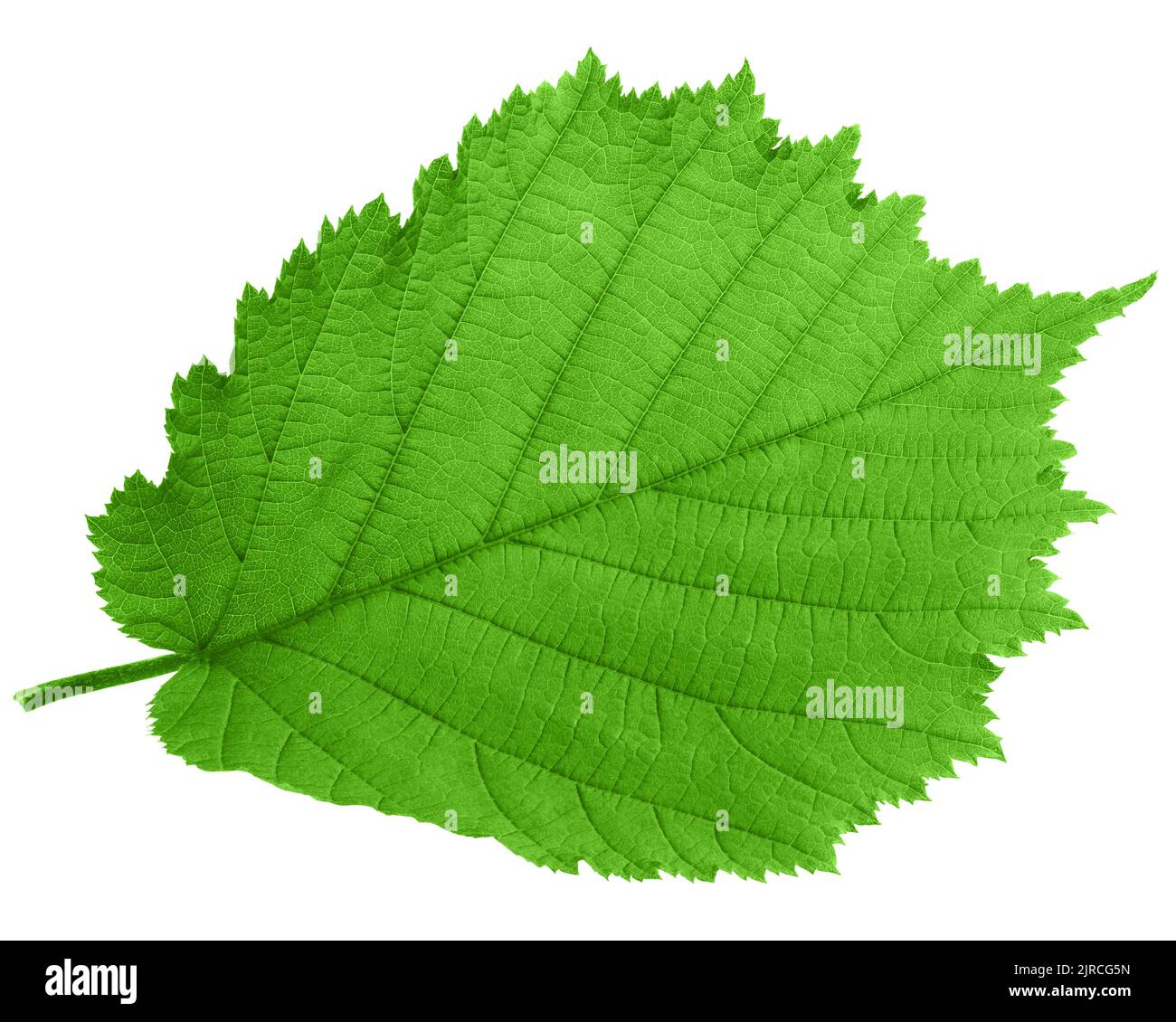 hazelnut leaf, isolated on white background, clipping path, full depth ...