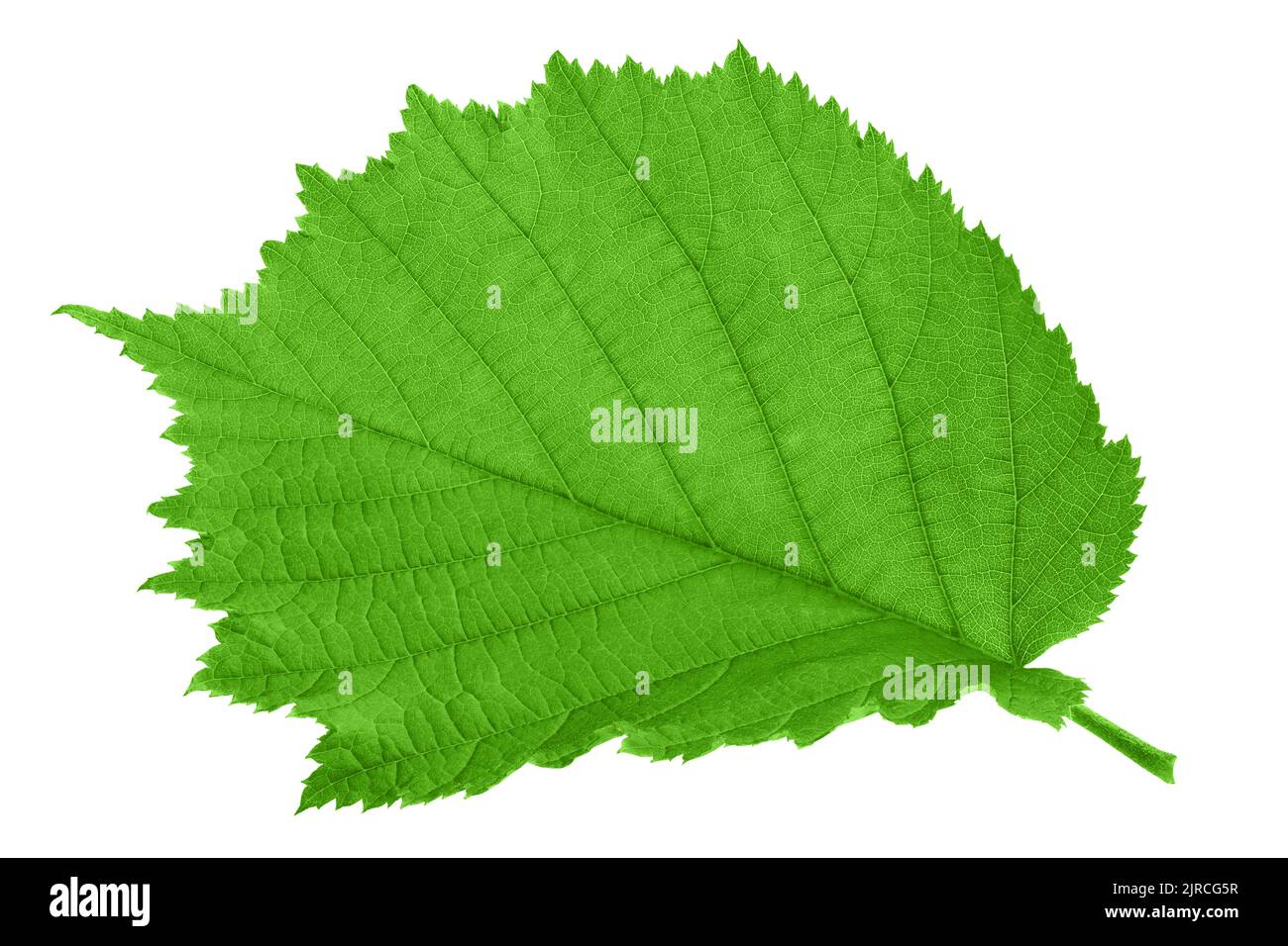 hazelnut leaf, isolated on white background, clipping path, full depth ...