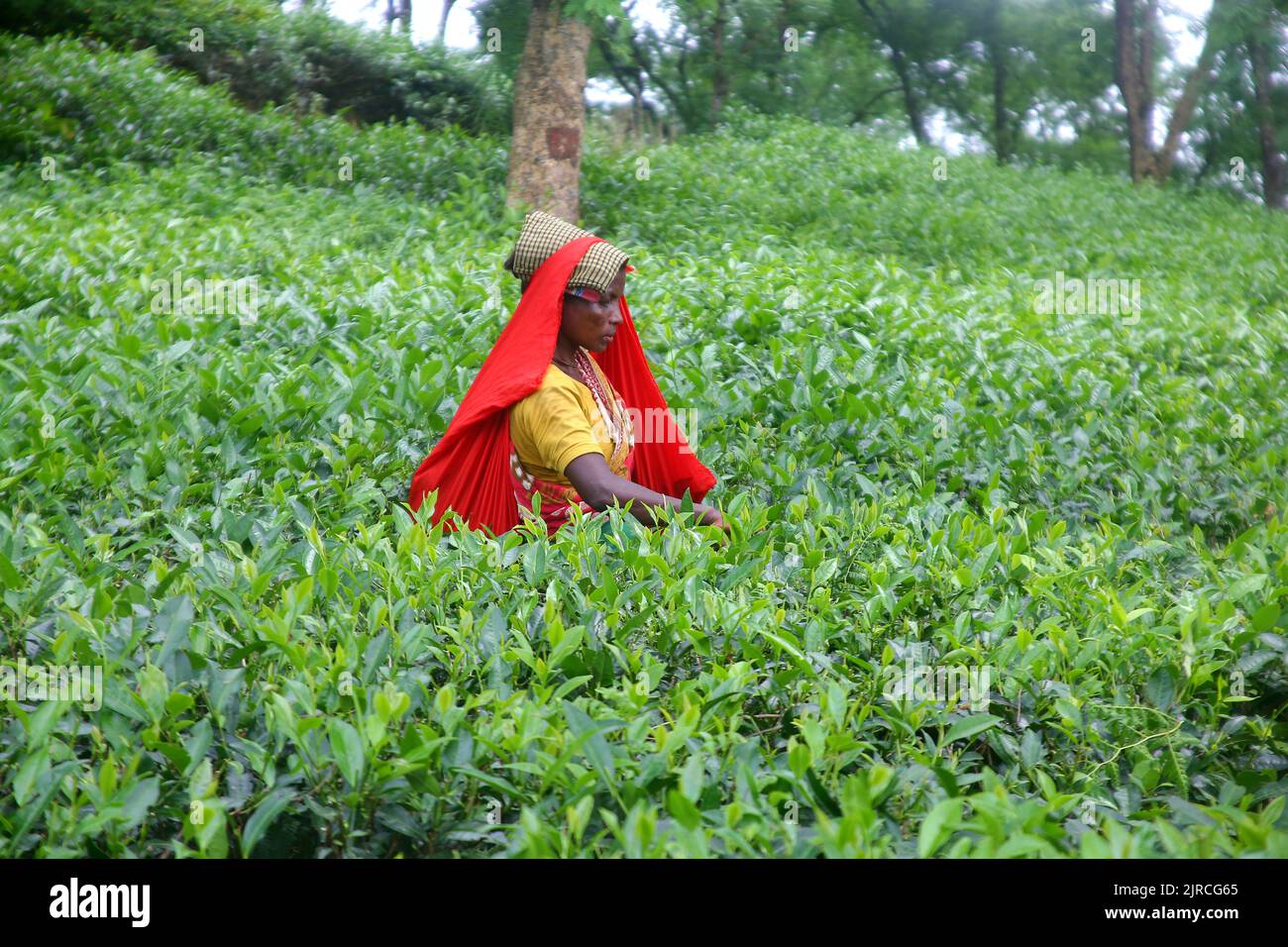 Sylhet, Mexico City, Bangladesh. 22nd Aug, 2022. August 22, 2022 ...