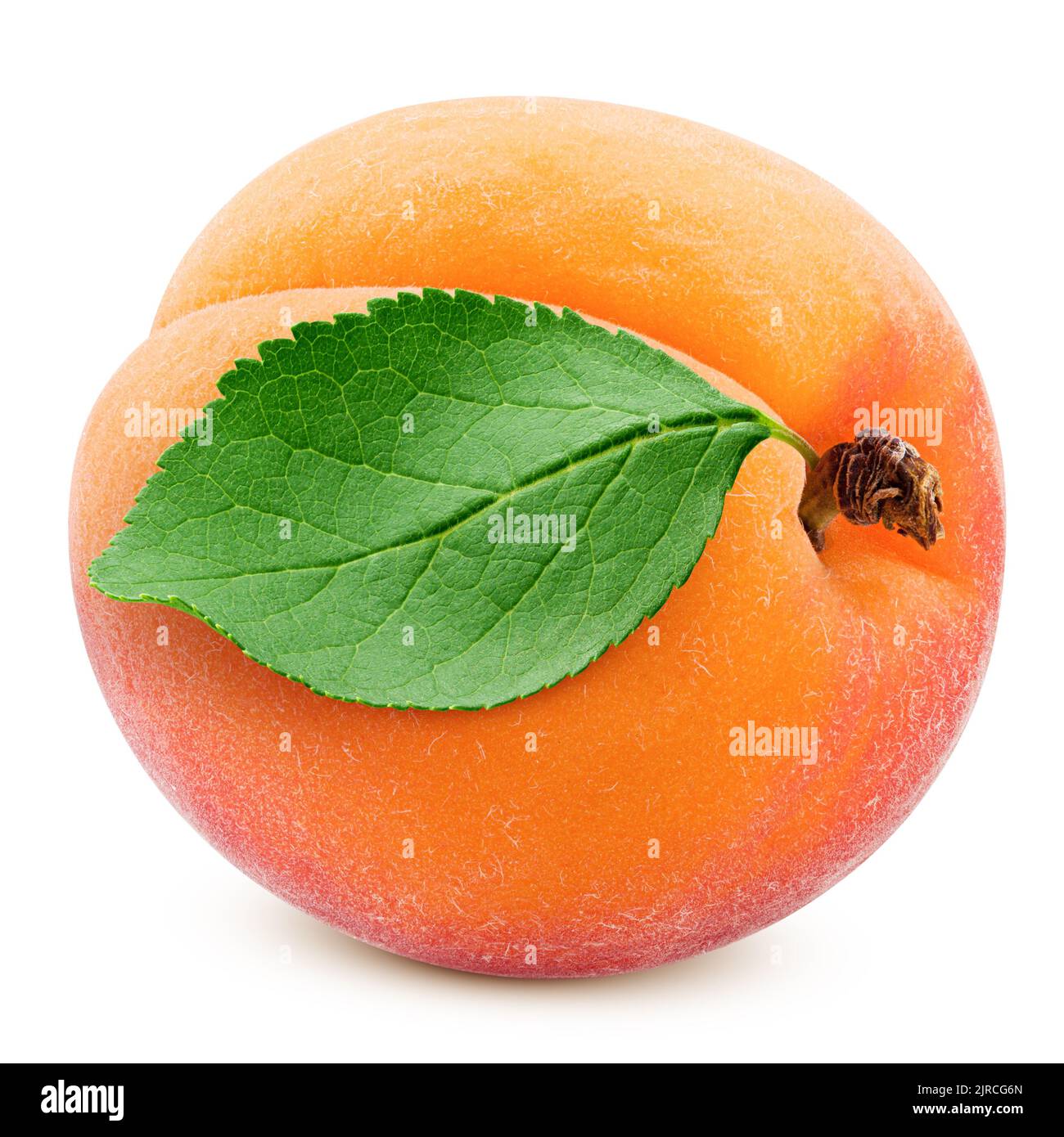 apricot isolated on white background, clipping path, full depth of ...