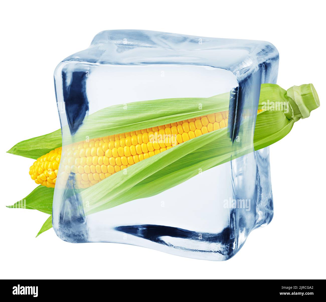 corn ear in ice cube, isolated on white background, clipping path, full ...