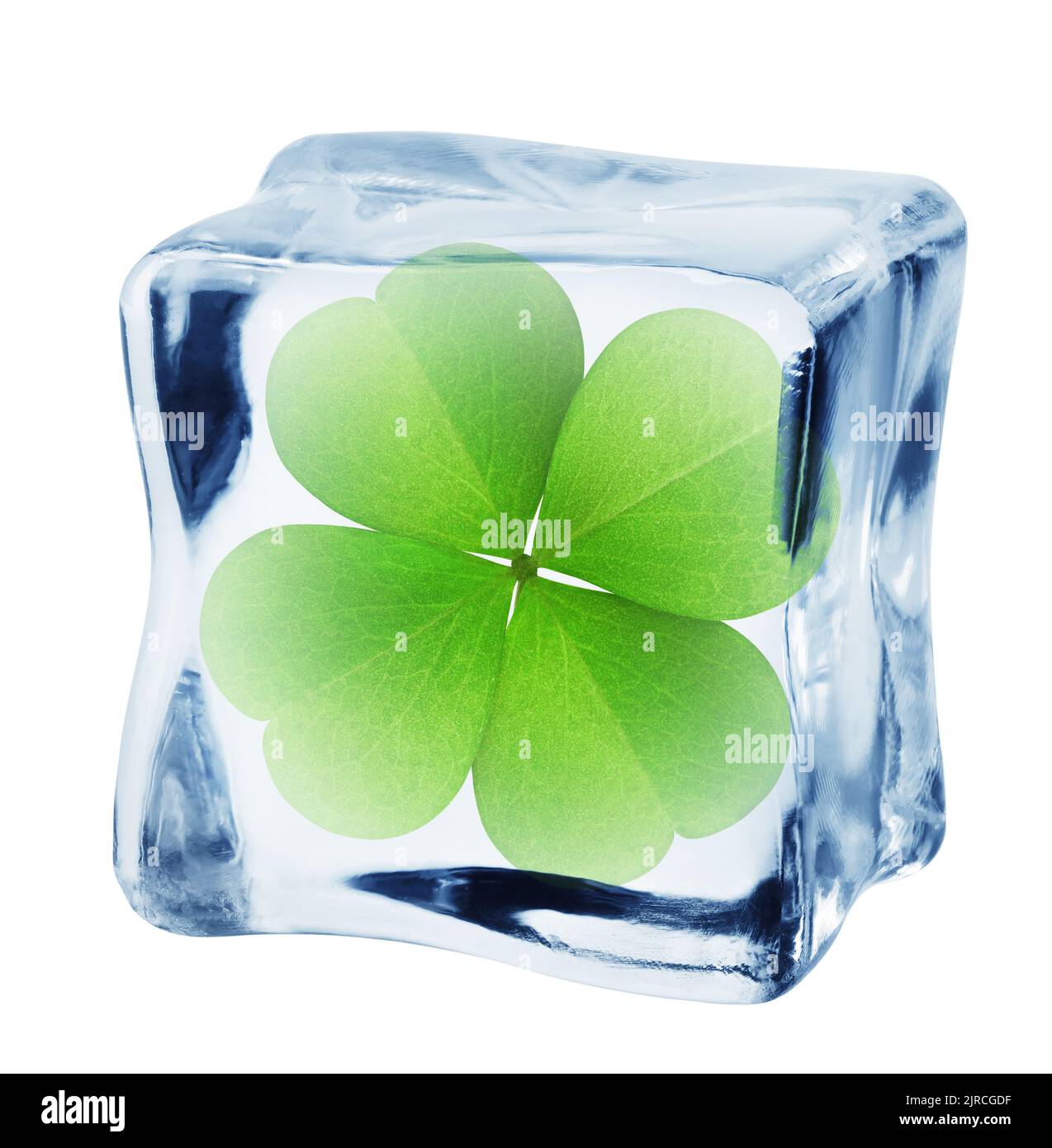 clover leaf in ice cube, isolated on white background, clipping path ...