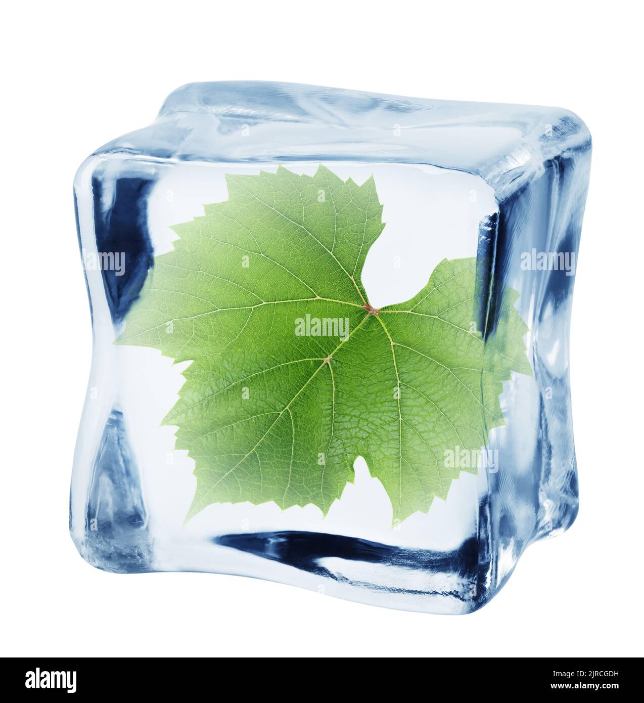 Grape leaf in ice cube, isolated on white background, clipping path ...