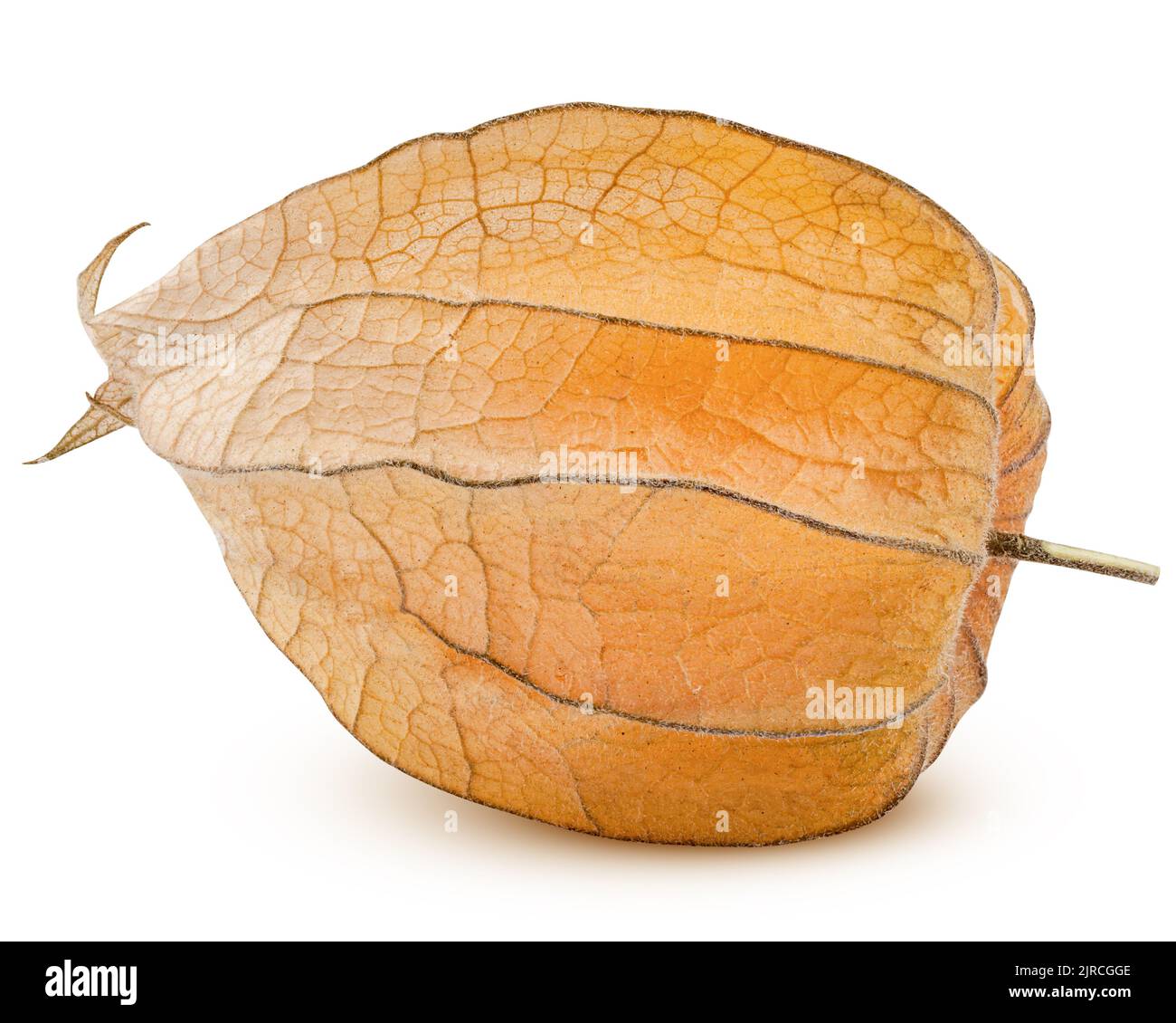 Cape gooseberry, physalis isolated on white background, clipping path ...
